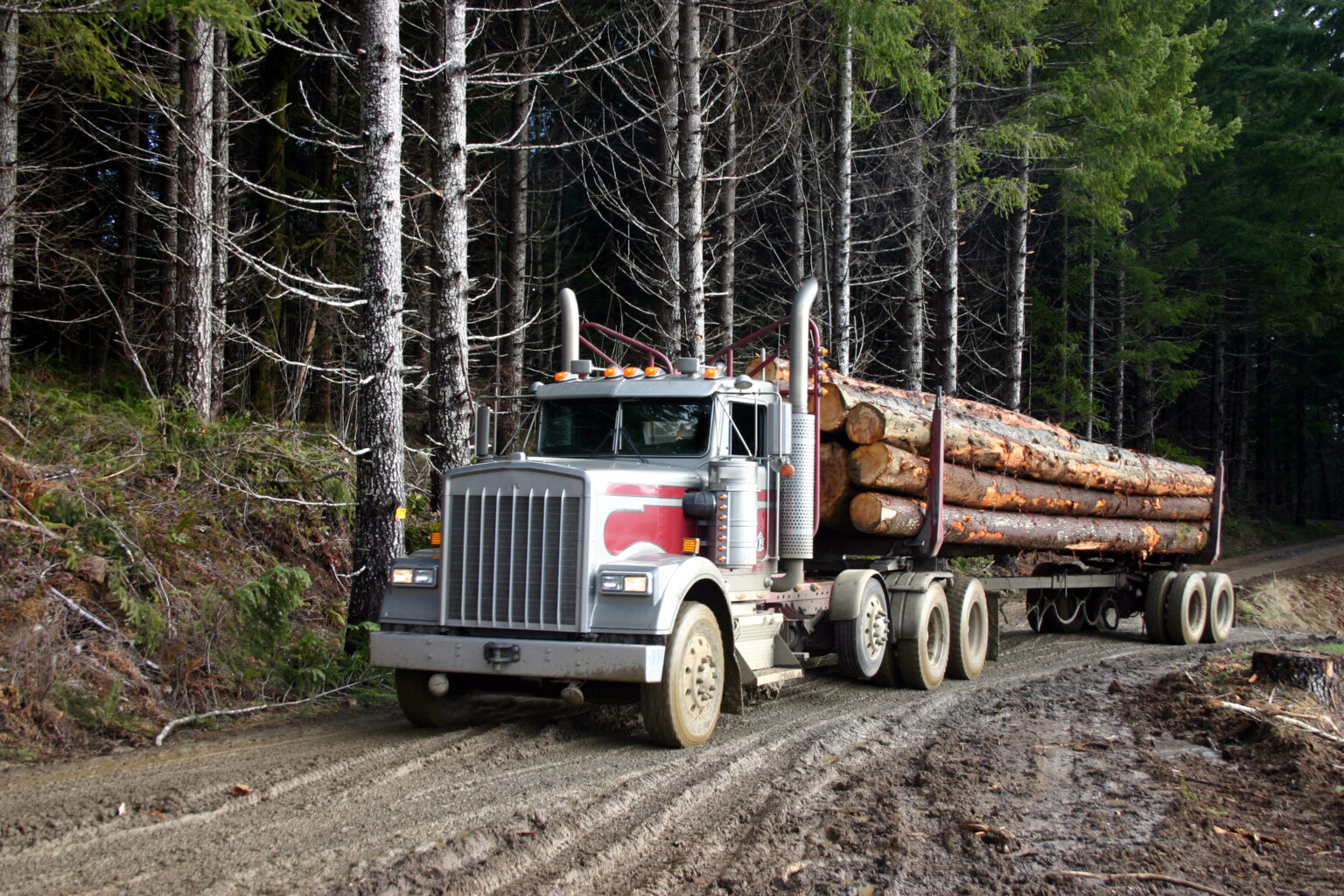 Selling Your Timber in Tennessee: What You Need to Know - Tennessee ...