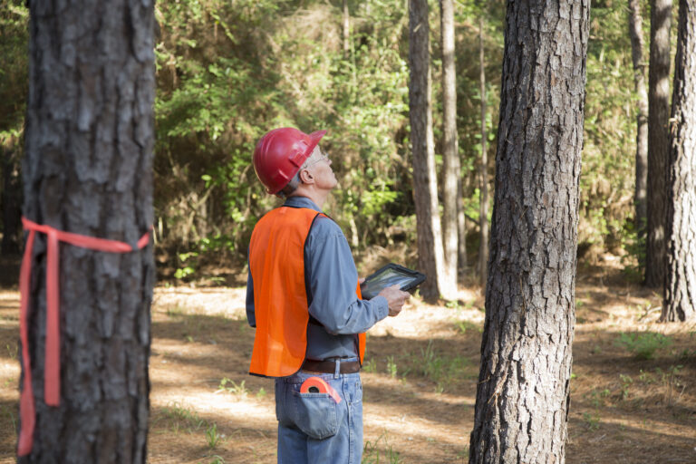 Clear Cutting vs Select Cutting - Tennessee Land and Timber Buyers